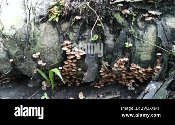 Ink fungi Stock Videos & Footage - HD and 4K Video Clips - Alamy
