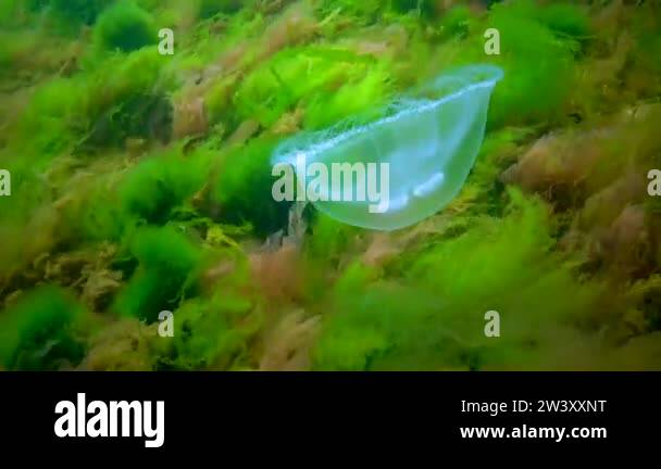Common jellyfish, moon jellyfish (Aurelia aurita) swims over algae in ...