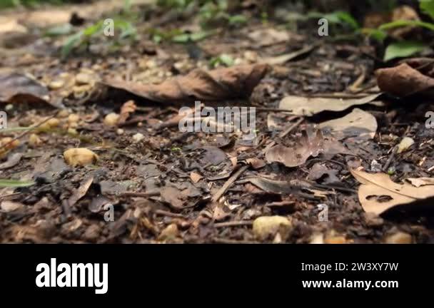 Amazon rainforest animals Stock Videos & Footage - HD and 4K Video ...