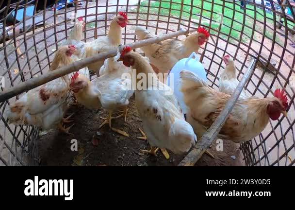 Chicken cages Stock Videos & Footage - HD and 4K Video Clips - Alamy