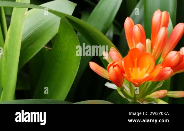 Natal bush kafir lily flower, California, USA. Clivia miniata orange flamboyant exotic fiery ...