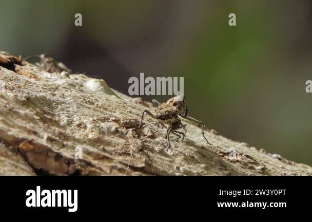 Pin-hole borer beetles, Ambrosia beetles, is insect pests in the mating ...