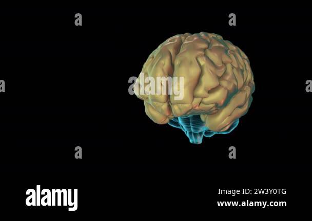 Brain atlas Stock Videos & Footage - HD and 4K Video Clips - Alamy