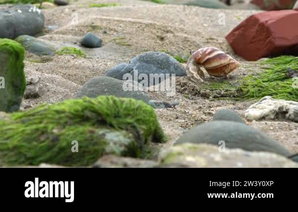 Slowmotion of cute hermit crab carry beautiful shell through marine ...