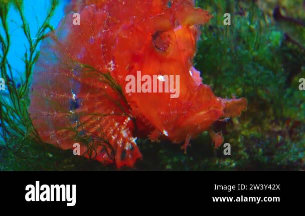Red anglerfish Stock Videos & Footage - HD and 4K Video Clips - Alamy