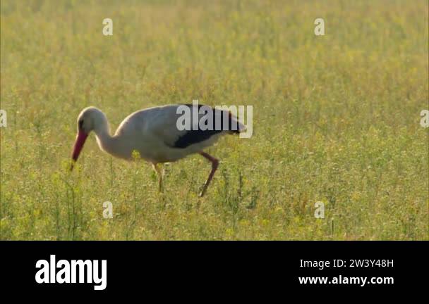 White Stork (lat. Ciconia ciconia) on swamp. The white stork is one of ...