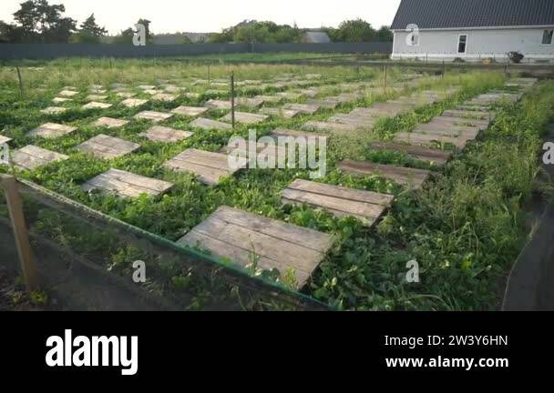 Active escargots on wooden shelves in agriculture snails farm. Snail ...