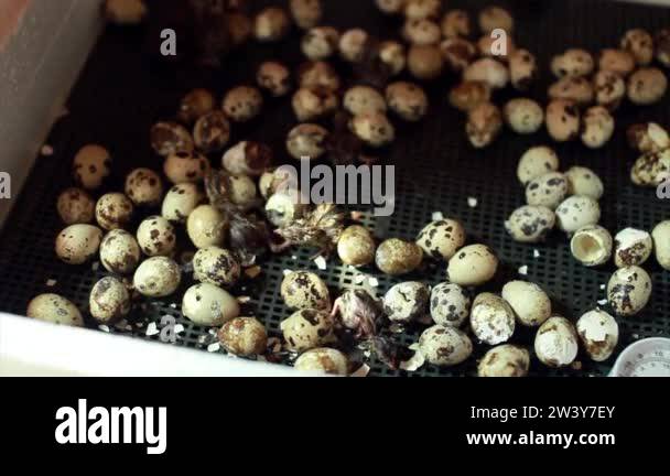 the hatching of quails from eggs. Chicks in the incubator. Breeding ...