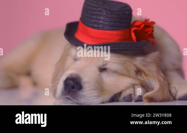 Golden retriever cub Stock Videos & Footage - HD and 4K Video Clips - Alamy