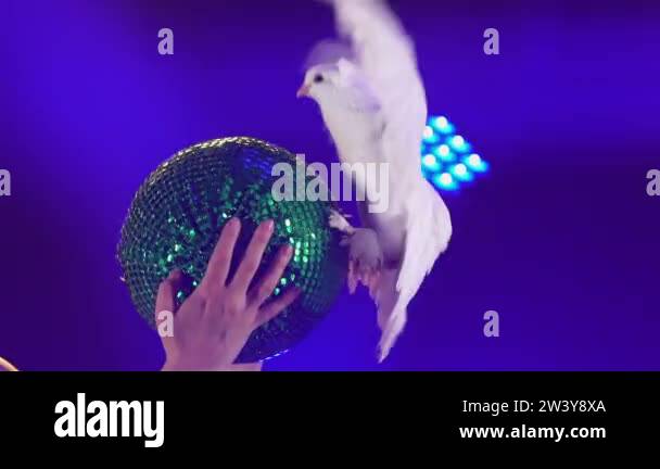 Bird ball white Stock Videos & Footage - HD and 4K Video Clips - Alamy