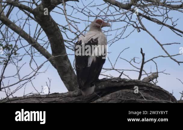 National bird of angola Stock Videos & Footage - HD and 4K Video Clips ...