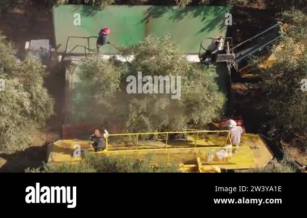 Olive Tree Shaker Harvester operation supported by four Pole beating ...