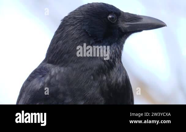 Raven head Stock Videos & Footage - HD and 4K Video Clips - Alamy