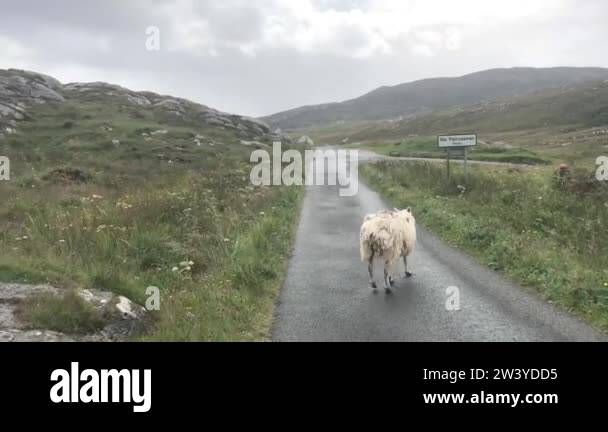 Isle of harris sheep Stock Videos & Footage - HD and 4K Video Clips - Alamy