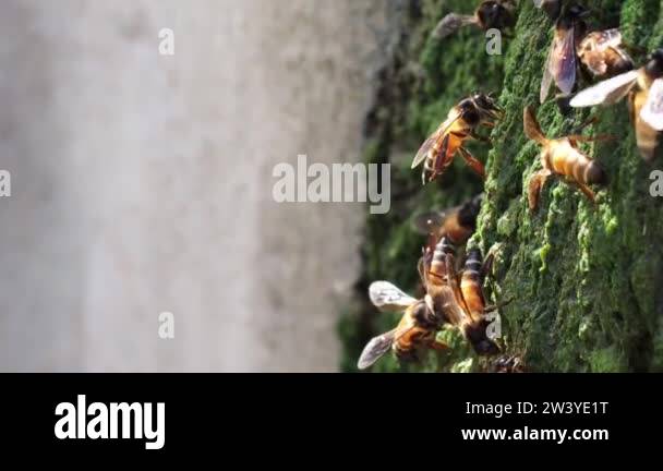 Poisonous bee Stock Videos & Footage - HD and 4K Video Clips - Alamy