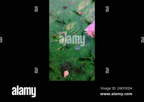 View in microscopy cell membrane of green plant background for biology ...