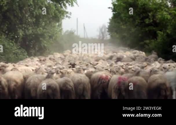Crowd of sheep Stock Videos & Footage - HD and 4K Video Clips - Alamy