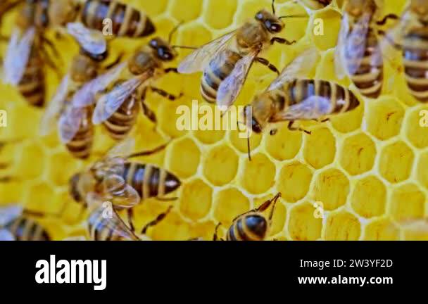 Bees family working on honeycomb in apiary. Life of apis mellifera in ...