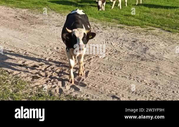 Aggressive bull digs sand with his hoof. Young bull shrieking and ...