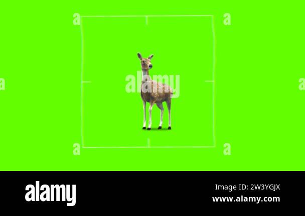 Deer green screen Stock Videos & Footage - HD and 4K Video Clips - Alamy