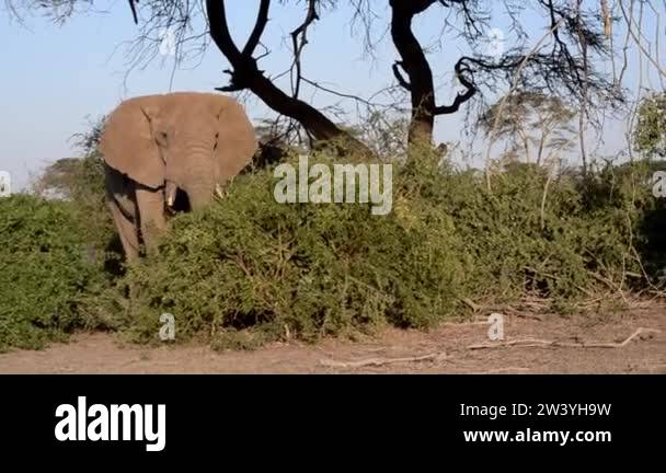 Elephant hiding behind tree Stock Videos & Footage - HD and 4K Video ...