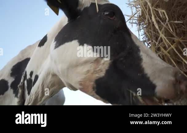 Dairy Cow Eating Hay On The Farm. Cow Chewing Head Close Up, 4k Stock ...