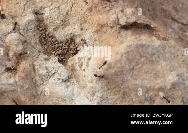 Bullet small black ants clutching eggs from the top of the rock and ...