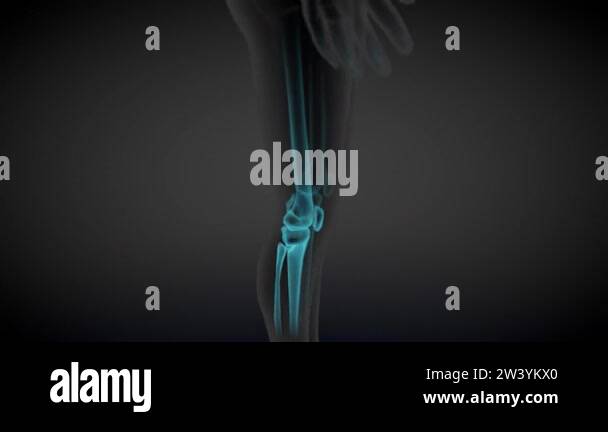 2 different 3D seamless looping animations in 1, female body rotating ...