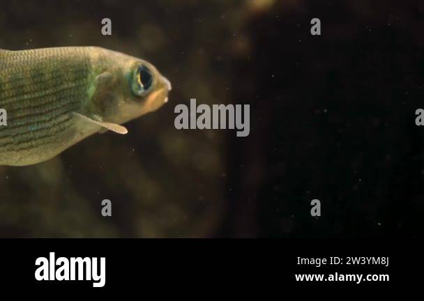 Color fish big eyes Stock Videos & Footage - HD and 4K Video Clips - Alamy