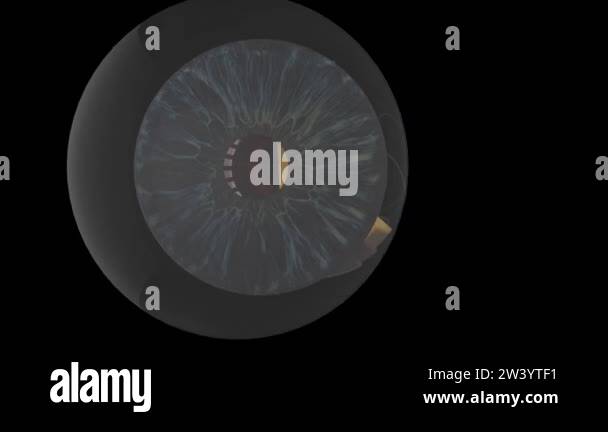Anatomy of the eye. 3D animation. with matte Stock Video Footage - Alamy