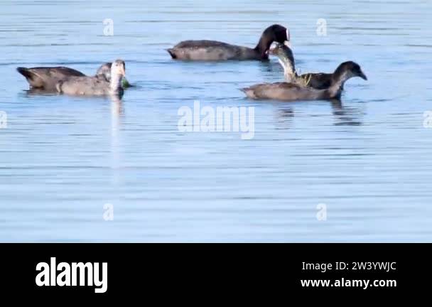 Eurasian coots, common coot family. Young birds eating and playing on ...