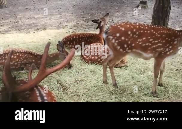 Video footage of a group of sika deer eating grass in their natural ...