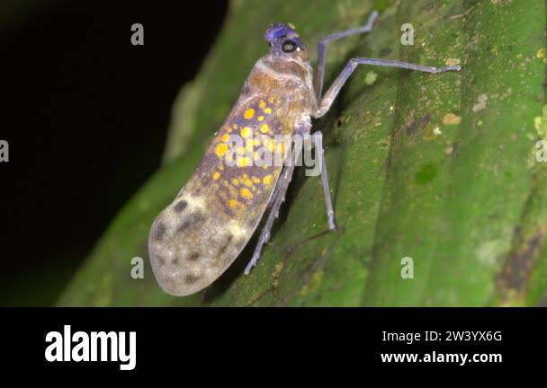 Family fulgoridae Stock Videos & Footage - HD and 4K Video Clips - Alamy