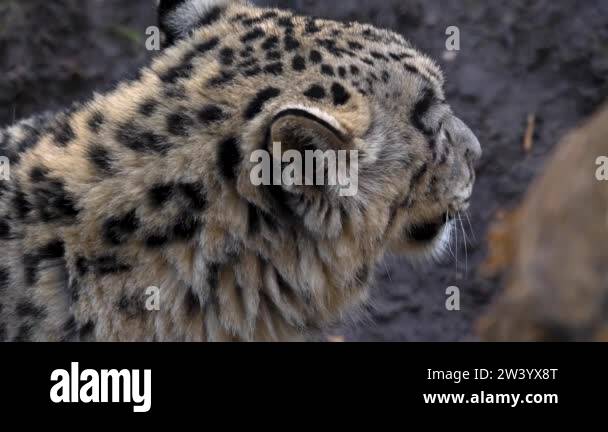 Leopard head shot Stock Videos & Footage - HD and 4K Video Clips - Alamy