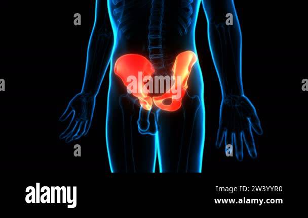 Bone system hip joint Stock Videos & Footage - HD and 4K Video Clips ...