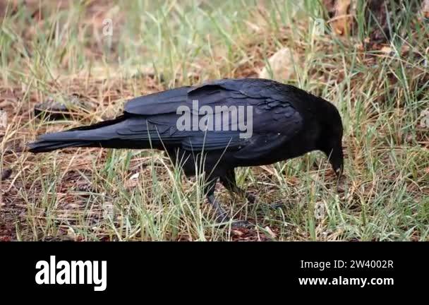 Raven giant Stock Videos & Footage - HD and 4K Video Clips - Alamy