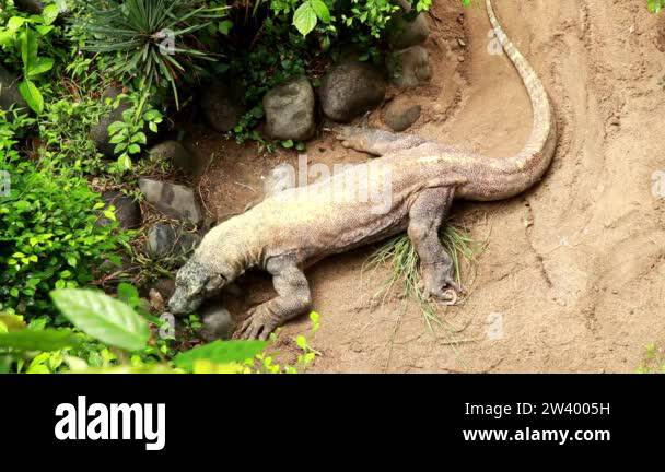 Aggressive wildlife Stock Videos & Footage - HD and 4K Video Clips - Alamy