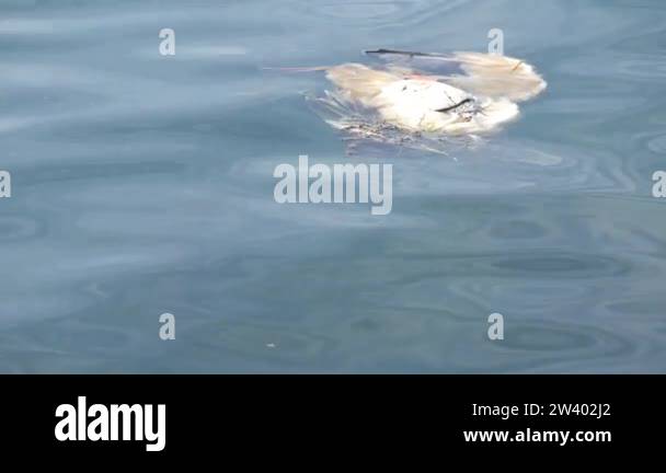 Corpse of bird in ocean water. Dead seabird as symbol of environmental ...