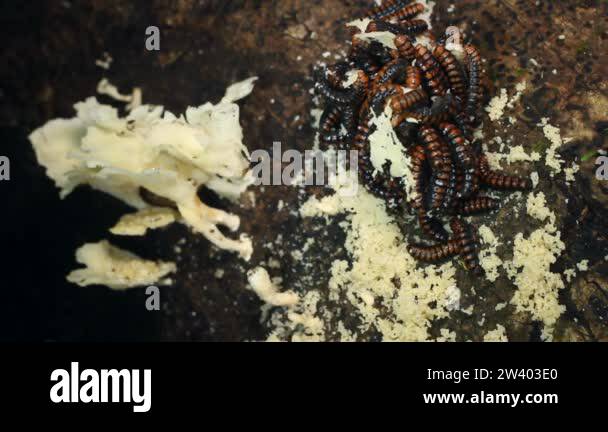 video of larvas, Swarm of beetle larvae eating fungus in rainforest ...