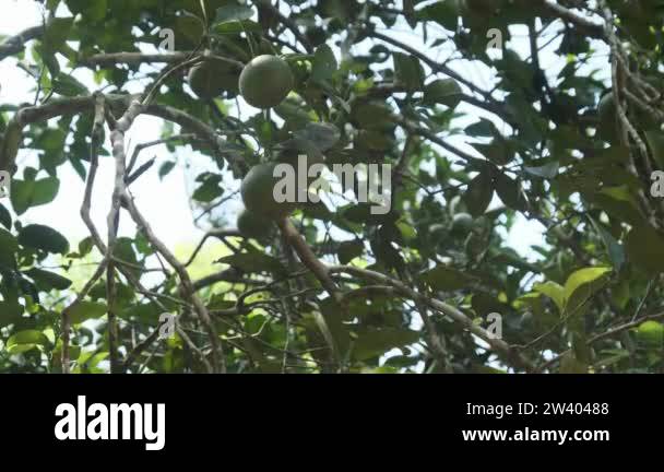 Nutmeg nut green leaves Stock Videos & Footage - HD and 4K Video Clips ...