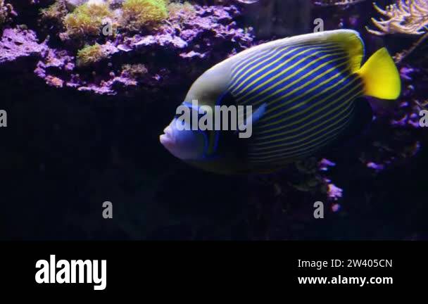 Red sea emperor angelfish Stock Videos & Footage - HD and 4K Video ...