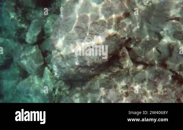 Underwater of a real sea with microscopic animals, planktons and small ...