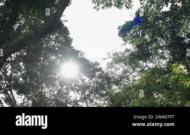 sunny day in the jungle. A tropical forest. Bottom view on the crowns ...