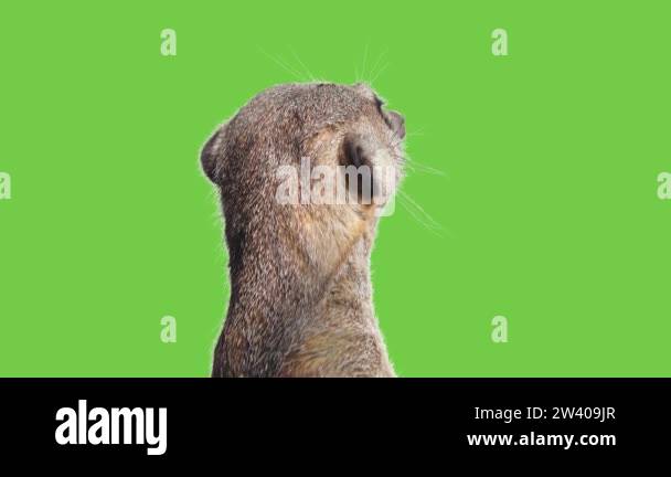 Meerkat turns his head in different directions on a green screen Stock ...