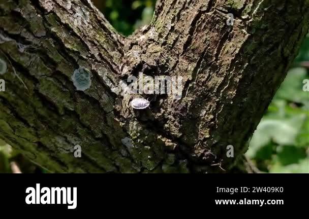 Pseudococcus is a genus of unarmoured scale insects in the family Pseudococcidae, the mealy bugs ...