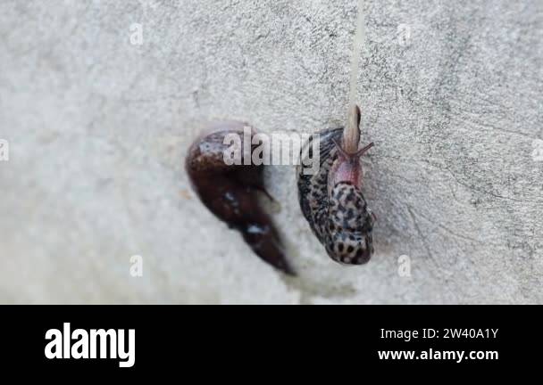 Two slugs participate in a courtship dance. The slugs are ...