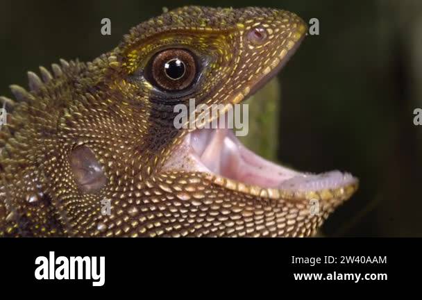 video of brown lizard, Bocourt Dwarf Iguana, Enyalioides heterolepis ...