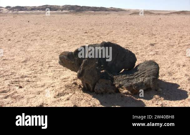 Namibia ecology Stock Videos & Footage - HD and 4K Video Clips - Alamy