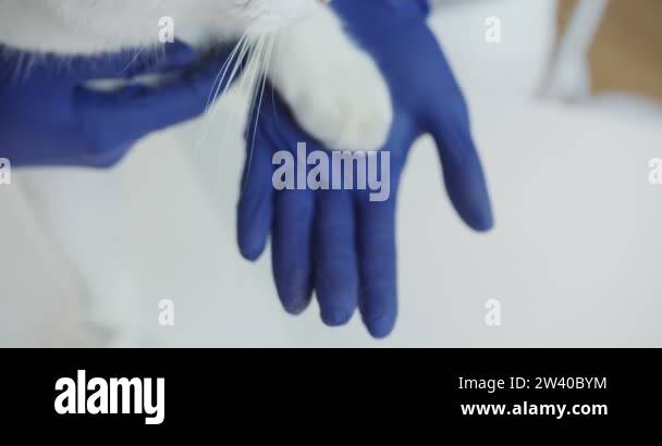 Close up of cat putting a paw on hand of a veterinarian in a blue ...