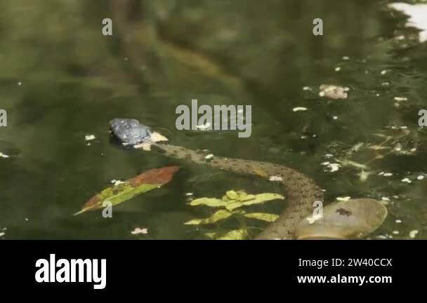 Water Snake Swims through River of Swamp Thickets and Algae Stock Video ...